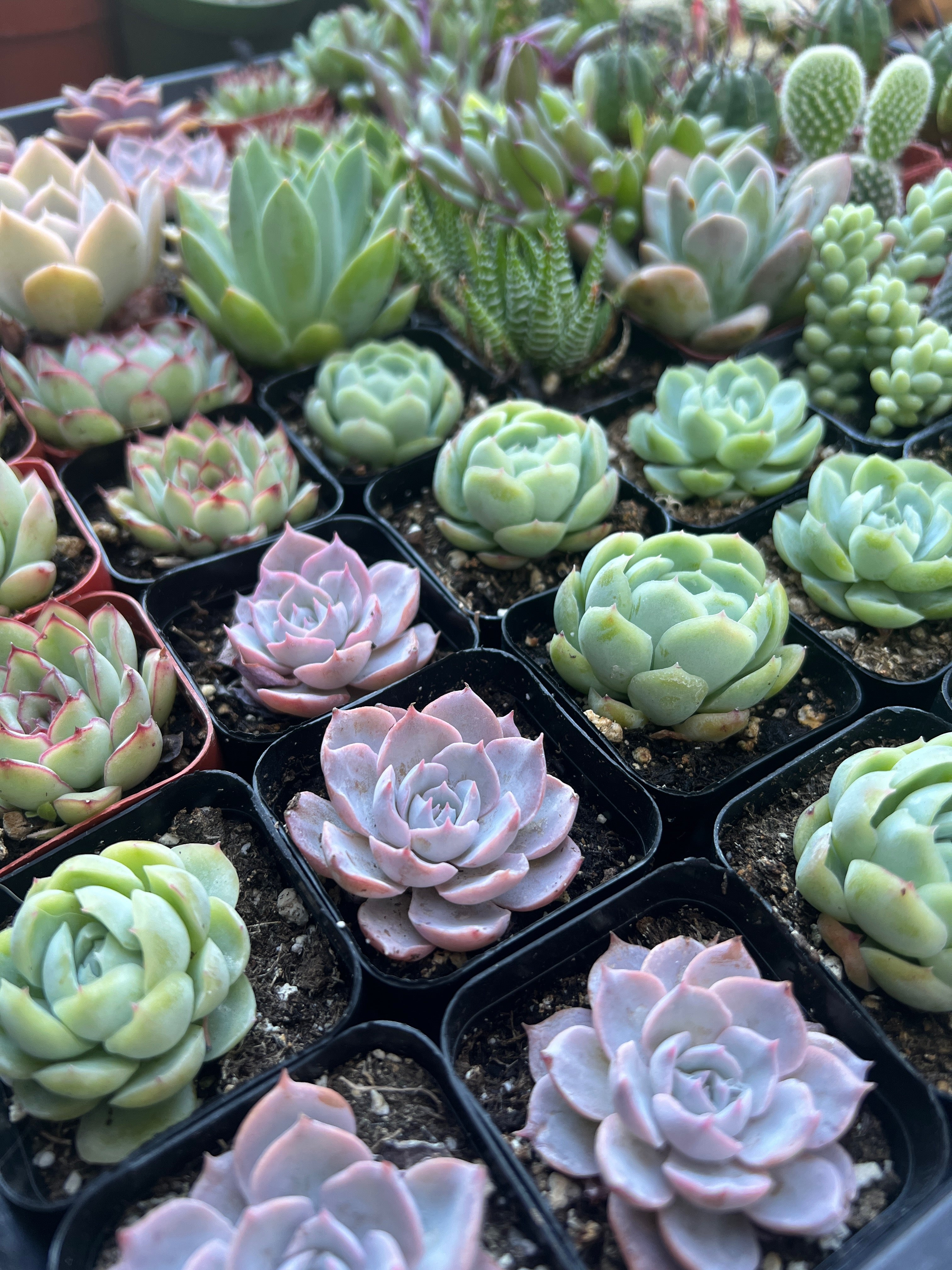 Individual Plants – Succulent Favors & Plant Gifts by Sorella Minchella
