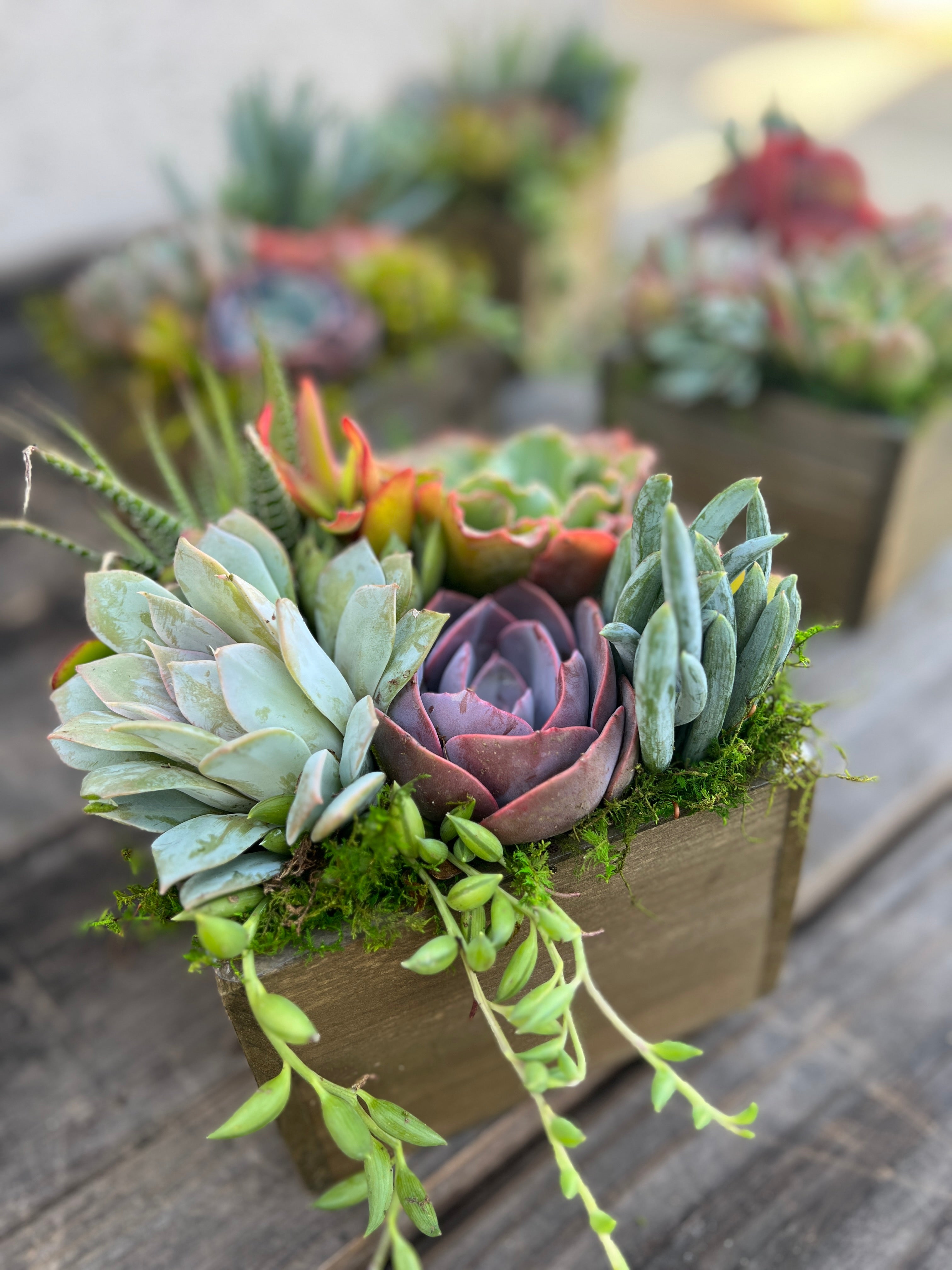 Live Plant Gifts – Succulent Favors & Plant Gifts by Sorella Minchella