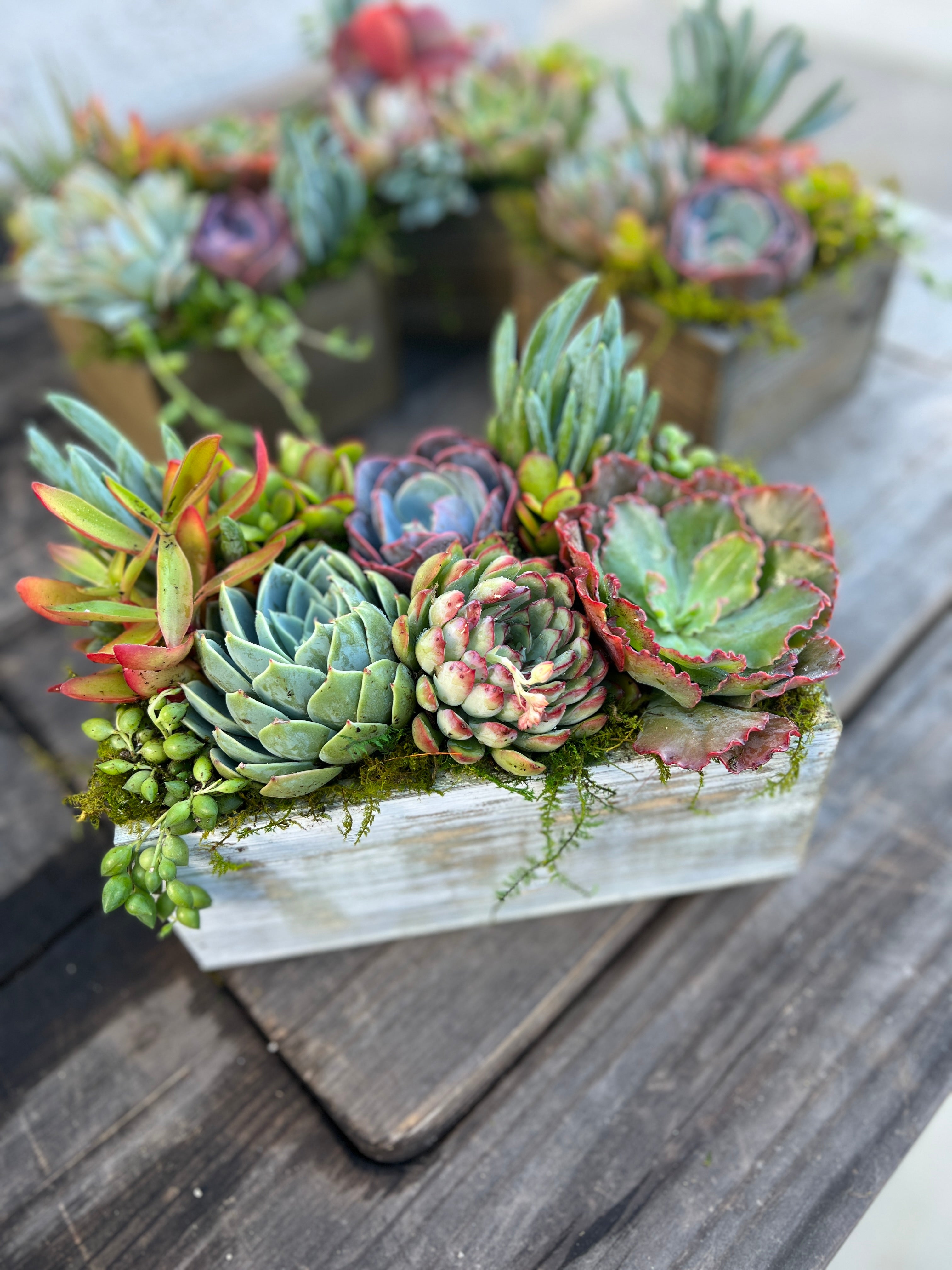 Home page – Succulents & Plant Gifts by Sorella Minchella